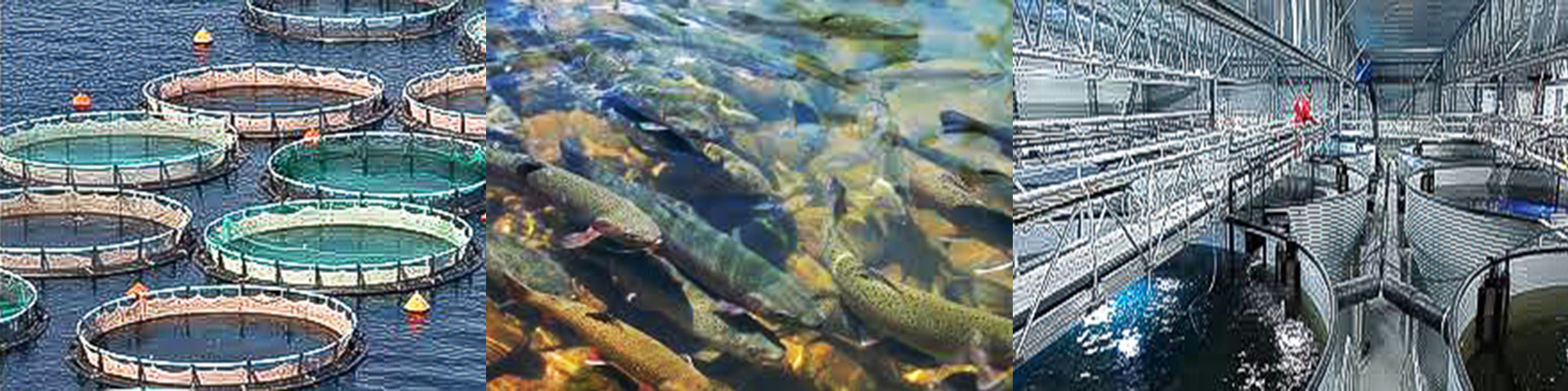 PISCICULTURE - AQUA FARMING